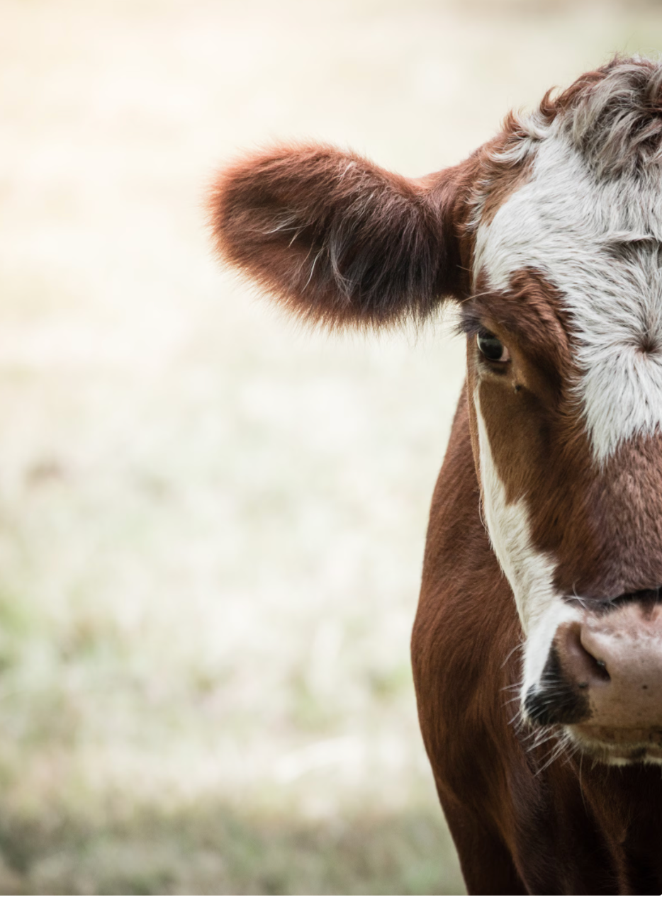 Farm – ELITE EQUINE NUTRITION