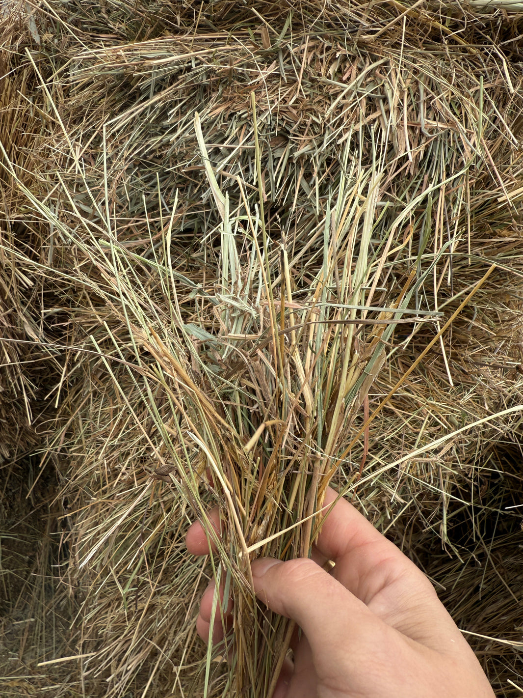 Hay & Chaff – ELITE EQUINE NUTRITION